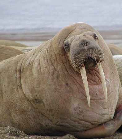 Walrus | Pocket Zoo App Wiki | Fandom