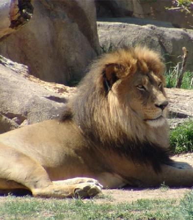 Lion | Pocket Zoo App Wiki | Fandom