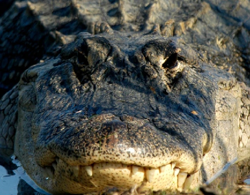 Alligator | Pocket Zoo App Wiki | Fandom