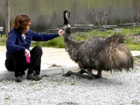 Friendly Emu | Pocket Zoo App Wiki | Fandom