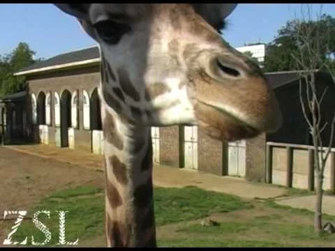 Close Up Look | Pocket Zoo App Wiki | Fandom