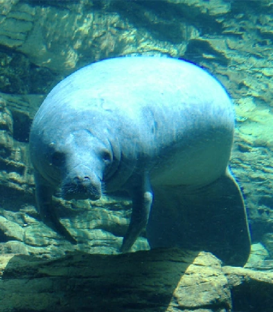 Manatee | Pocket Zoo App Wiki | Fandom