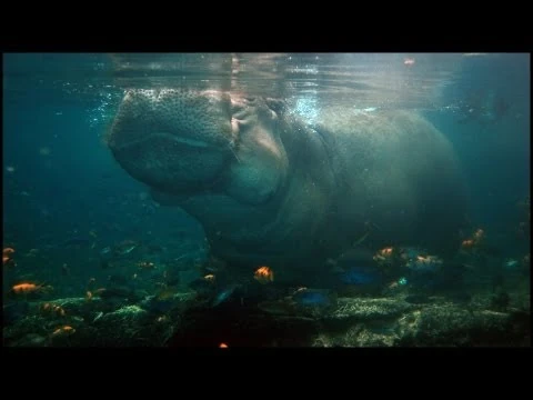 Staying Underwater | Pocket Zoo App Wiki | Fandom