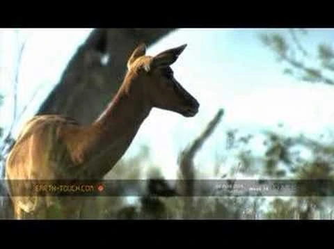 Grazing At Ease | Pocket Zoo App Wiki | Fandom