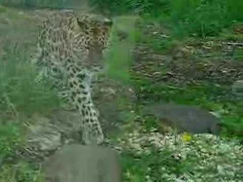 Leopard At The Zoo | Pocket Zoo App Wiki | Fandom