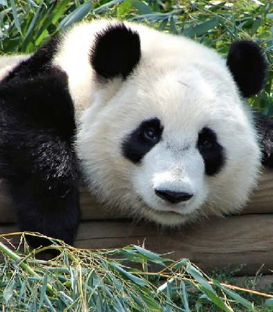 Panda | Pocket Zoo App Wiki | Fandom