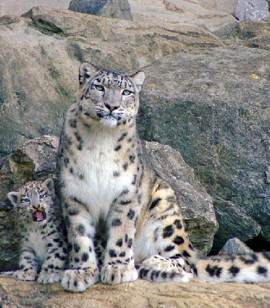 Snow Leopard | Pocket Zoo App Wiki | Fandom