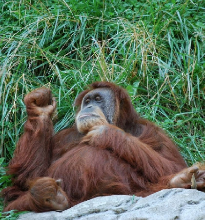 Orangutan | Pocket Zoo App Wiki | Fandom