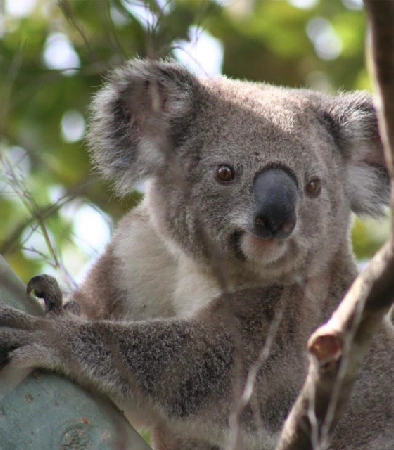 Koala | Pocket Zoo App Wiki | Fandom