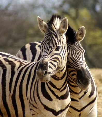 Zebra | Pocket Zoo App Wiki | Fandom