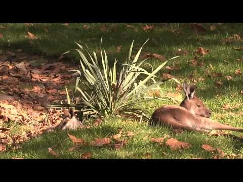Rock Wallabies | Pocket Zoo App Wiki | Fandom