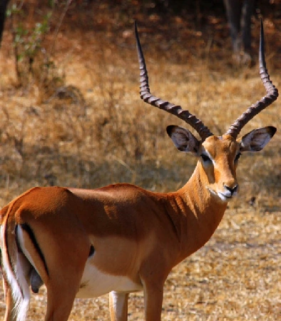 Impala | Pocket Zoo App Wiki | Fandom