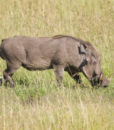 Warthog | Pocket Zoo App Wiki | Fandom