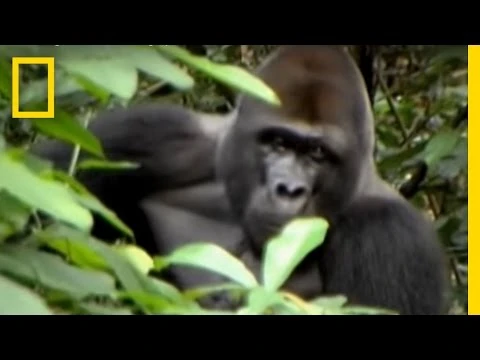 Gorilla Charge | Pocket Zoo App Wiki | Fandom