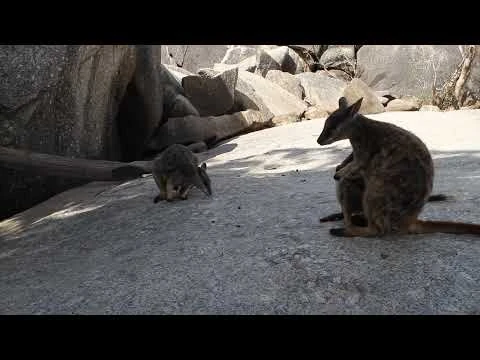Rock Wallabies | Pocket Zoo App Wiki | Fandom