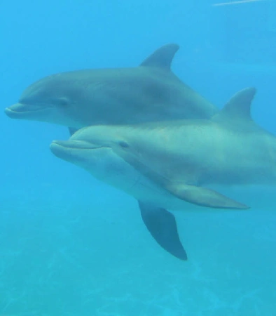 Dolphin | Pocket Zoo App Wiki | Fandom