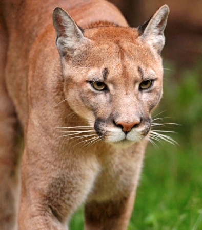 Puma | Pocket Zoo App Wiki | Fandom