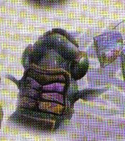 Occo Ninebar | Pod Pedia | Fandom