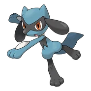 Riolu | Pokémon Wiki | Fandom