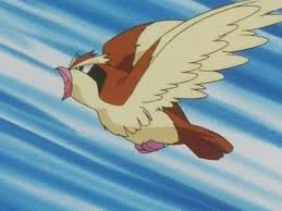 Pidgey | Wiki Pokedexia | Fandom