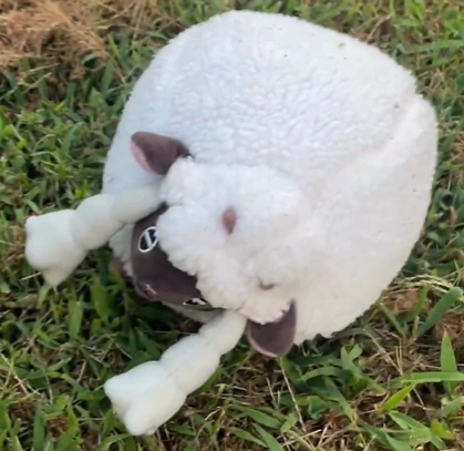 Wild Wooloo | Pokemon Adventures Reboot Wiki | Fandom
