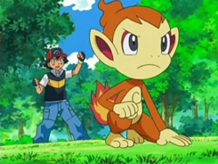 Chimchar | POKEMON AND HAMTARO Wiki | Fandom