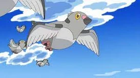 Aleister's Pidove | Pokemon Journeys: My Fanon Wiki | Fandom
