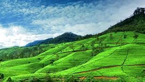 Hill Force | Pokémon Magical Blox Wiki | Fandom