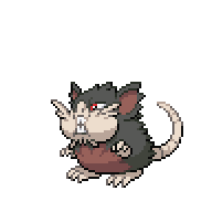 Alolan Raticate | Pokémon Floral Tempus Wiki | Fandom