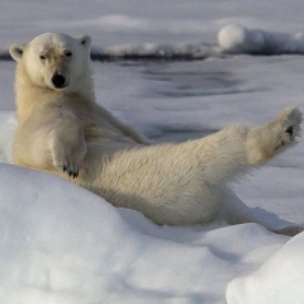 Under Construction | Pokemon of Avalon Wiki | Fandom