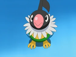 Chatot Pokemon Brilliant Diamond