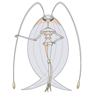 Pheromosa | Pokémon Wiki | Fandom