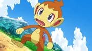 Chimchar | Pokémon Wiki | Fandom