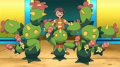 A Maractus Musical! | Pokémon Wiki | Fandom