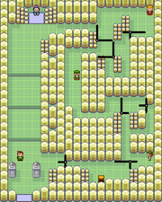 Fortree City Gym | Pokémon Wiki | Fandom