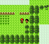 Route 31 | Pokémon Wiki | Fandom