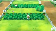 Route 5 (Kanto) | Pokémon Wiki | Fandom