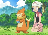 Ash's Buizel | Pokémon Wiki | Fandom