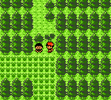 Route 35 | Pokémon Wiki | Fandom