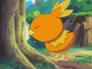 Peck | Pokémon Wiki | Fandom