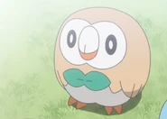 Hisui first partner Pokémon | Pokémon Wiki | Fandom