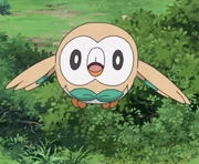 Rowlet | Pokémon Wiki | Fandom