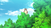 Pidgey | Pokémon Wiki | Fandom