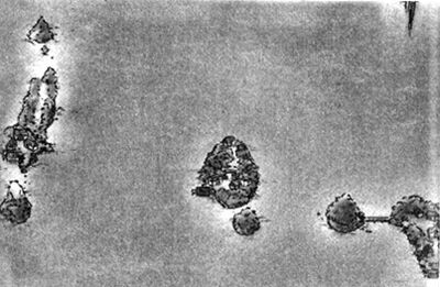 FireRed & LeafGreen Chapter | Pokémon Wiki | Fandom