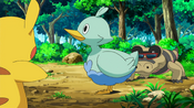 Dancing With the Ducklett Trio! | Pokémon Wiki | Fandom