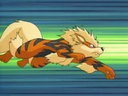 Arcanine | Pokémon Wiki | Fandom