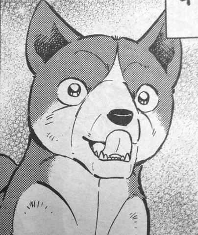 Toki | Pokemonadventures2 Wiki | Fandom