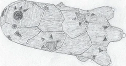 Prominoid (Pokémon) | Pokémon Earth & Sky Wiki | Fandom