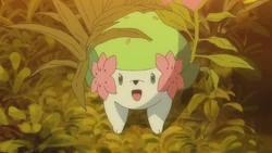 Shaymin (Storybook) | PokéFanon | Fandom