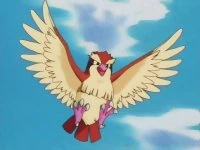 Ash's Pidgeotto (Rewritten) | PokéFanon | Fandom